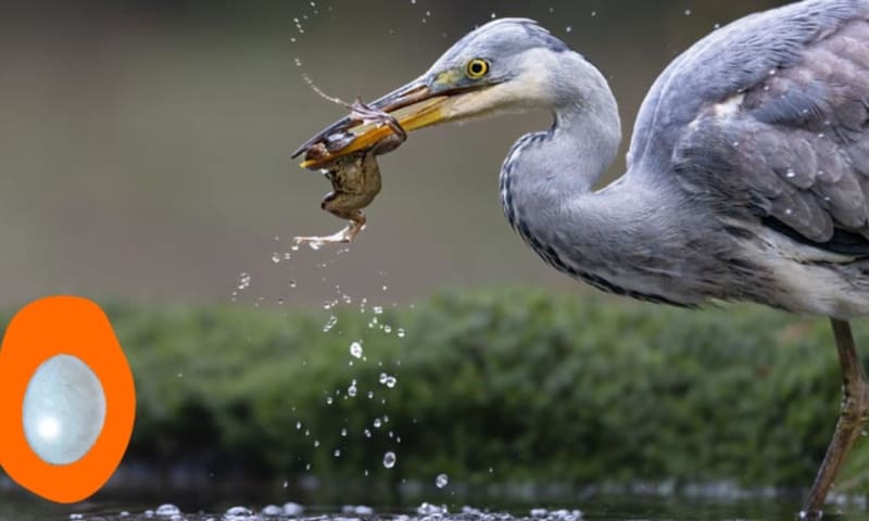 Vogeleieren | Natuurmonumenten